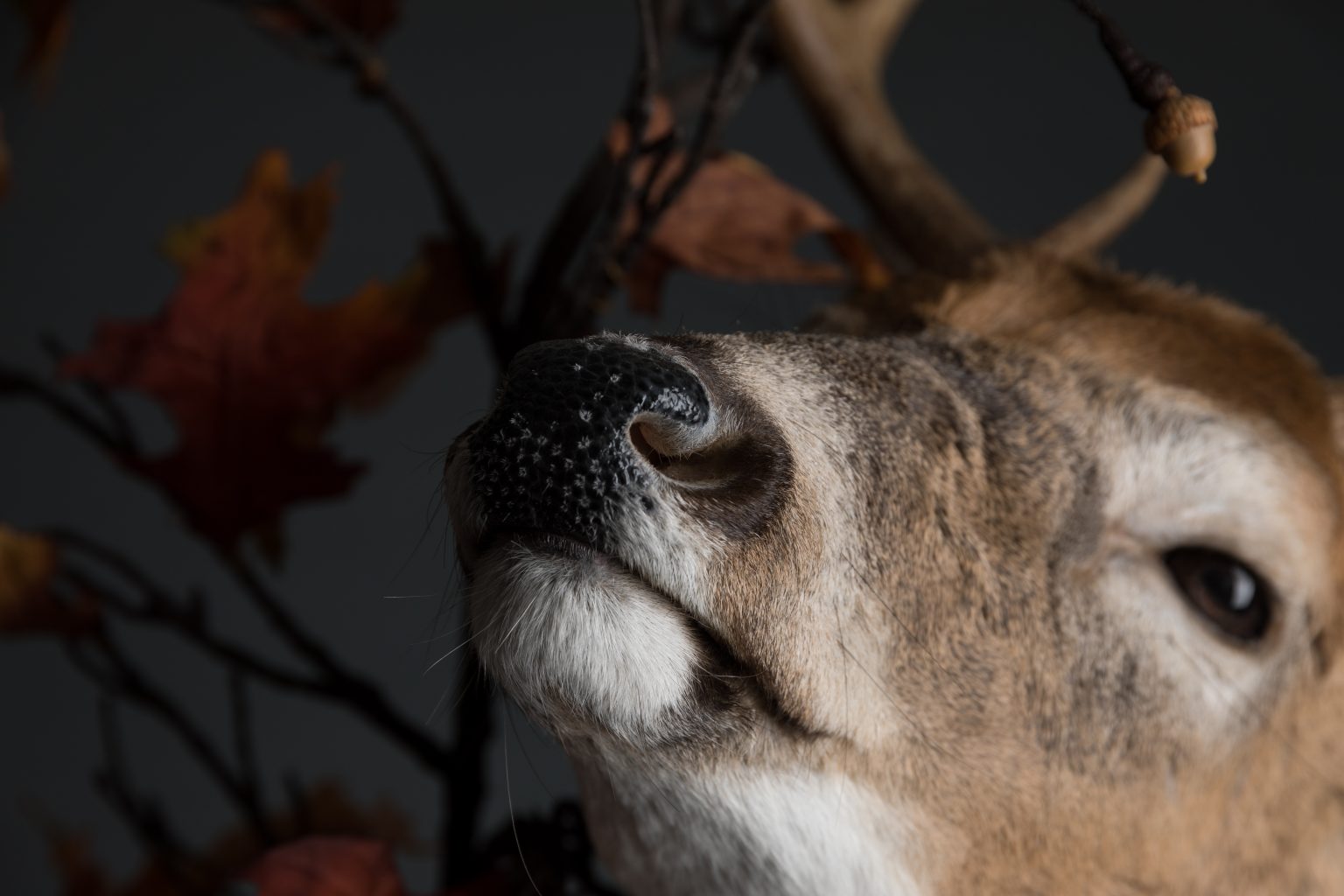 Anything That Moves Taxidermy